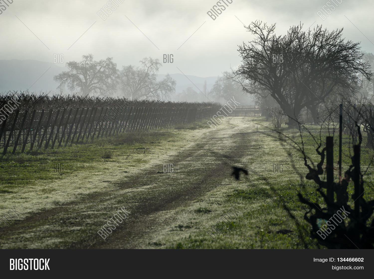 Dreary Morning Fog Image & Photo (Free Trial) | Bigstock