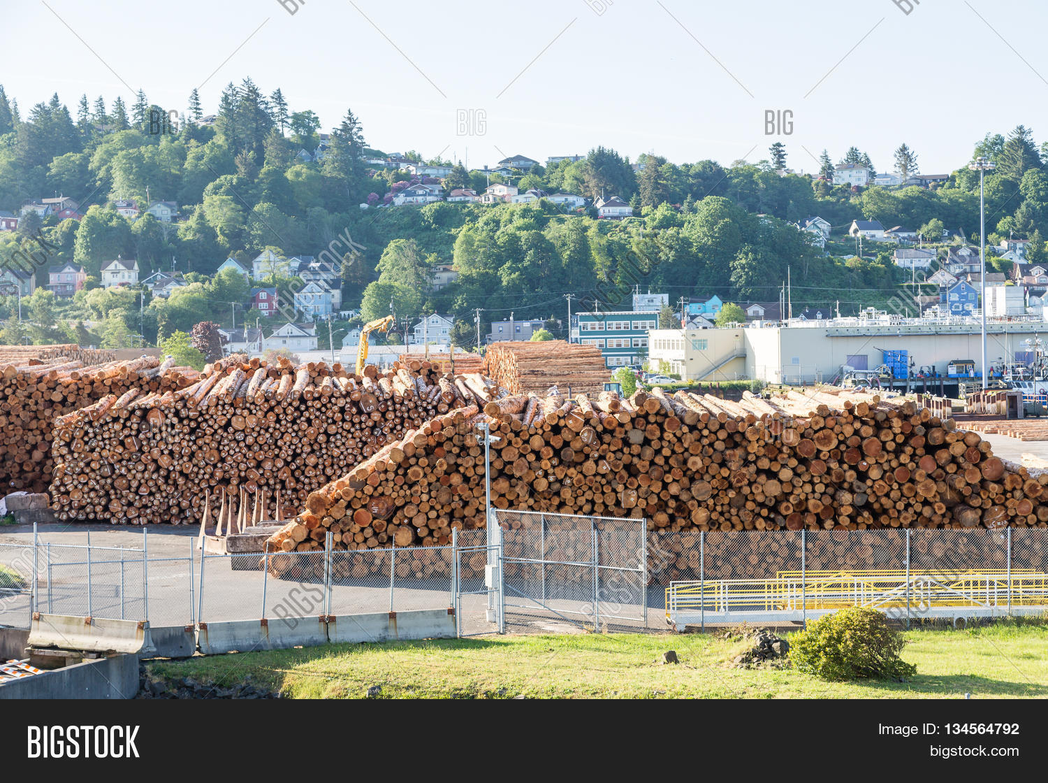 Many Trees Logs Image & Photo (Free Trial) | Bigstock
