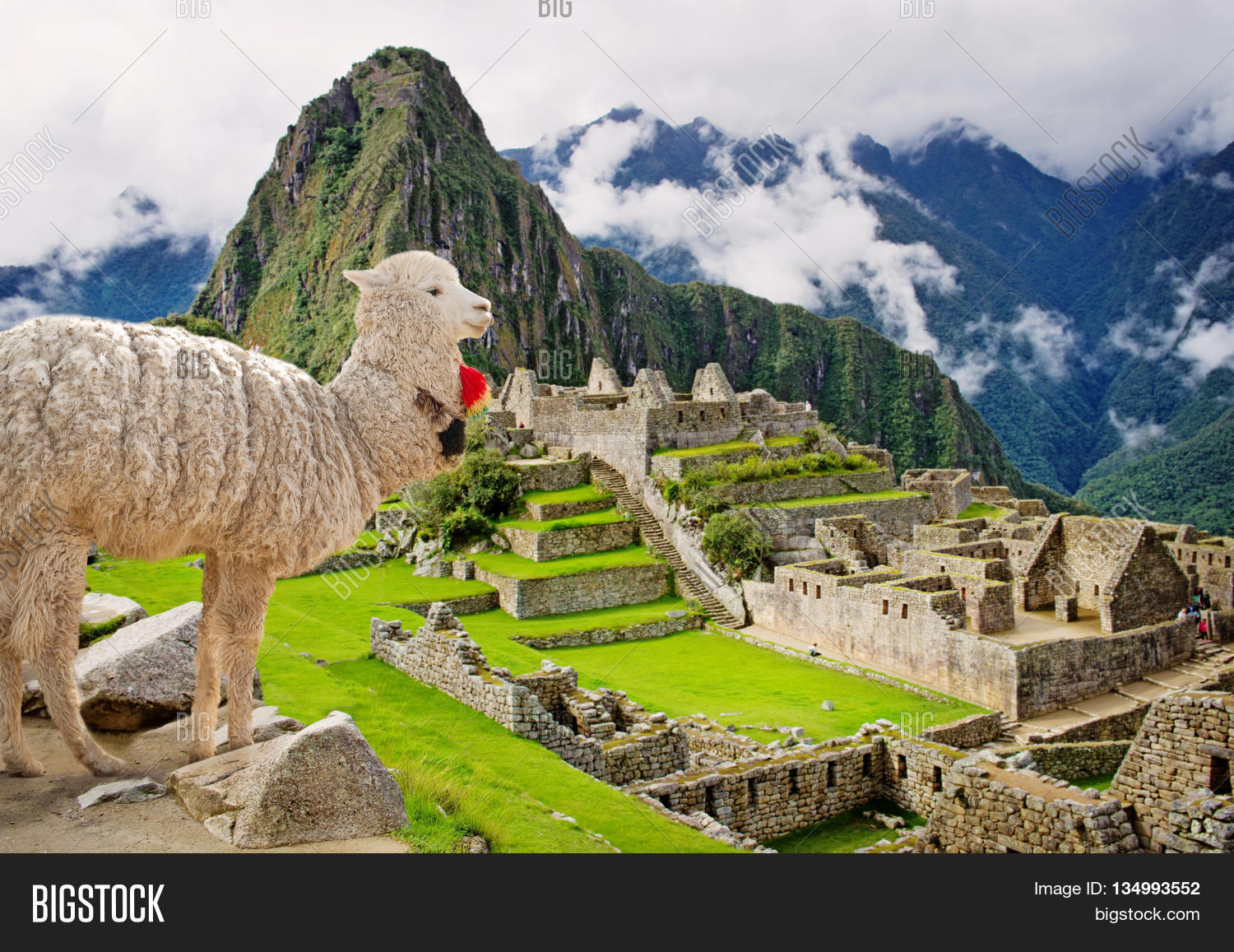 Lama Machu Picchu Peru Image & Photo (Free Trial) | Bigstock