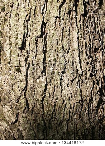 Beautiful Bark Tree Image & Photo (Free Trial) | Bigstock