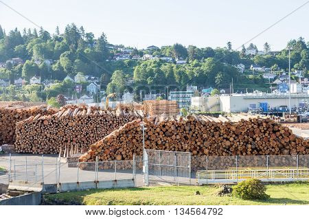 Many Trees Logs Image & Photo (Free Trial) | Bigstock