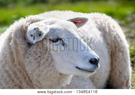 Portrait Adult Sheep Image & Photo (Free Trial) | Bigstock