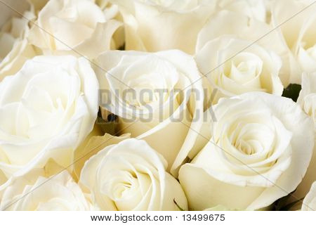 Cream Roses Image & Photo (Free Trial) | Bigstock