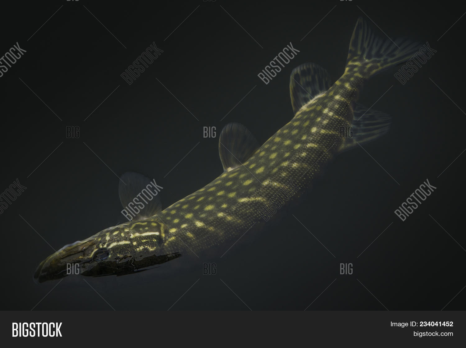Pike Fish Trophy Water Image & Photo (Free Trial) | Bigstock