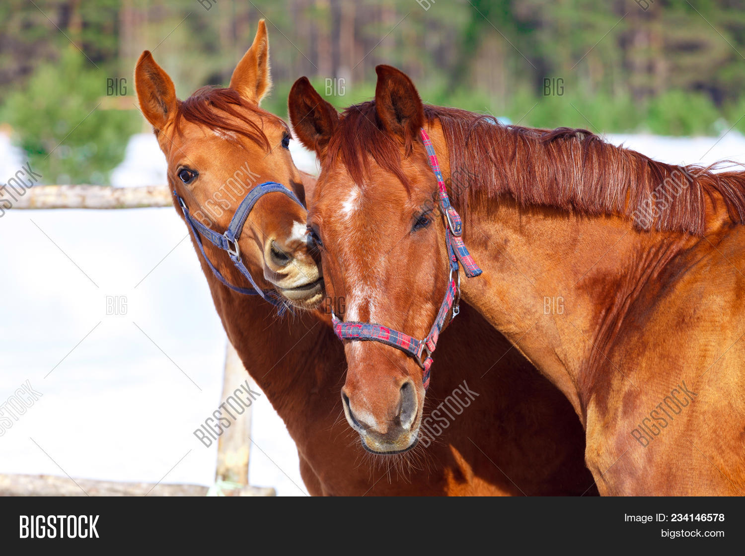 Two Beautiful Horses Image & Photo (Free Trial) | Bigstock