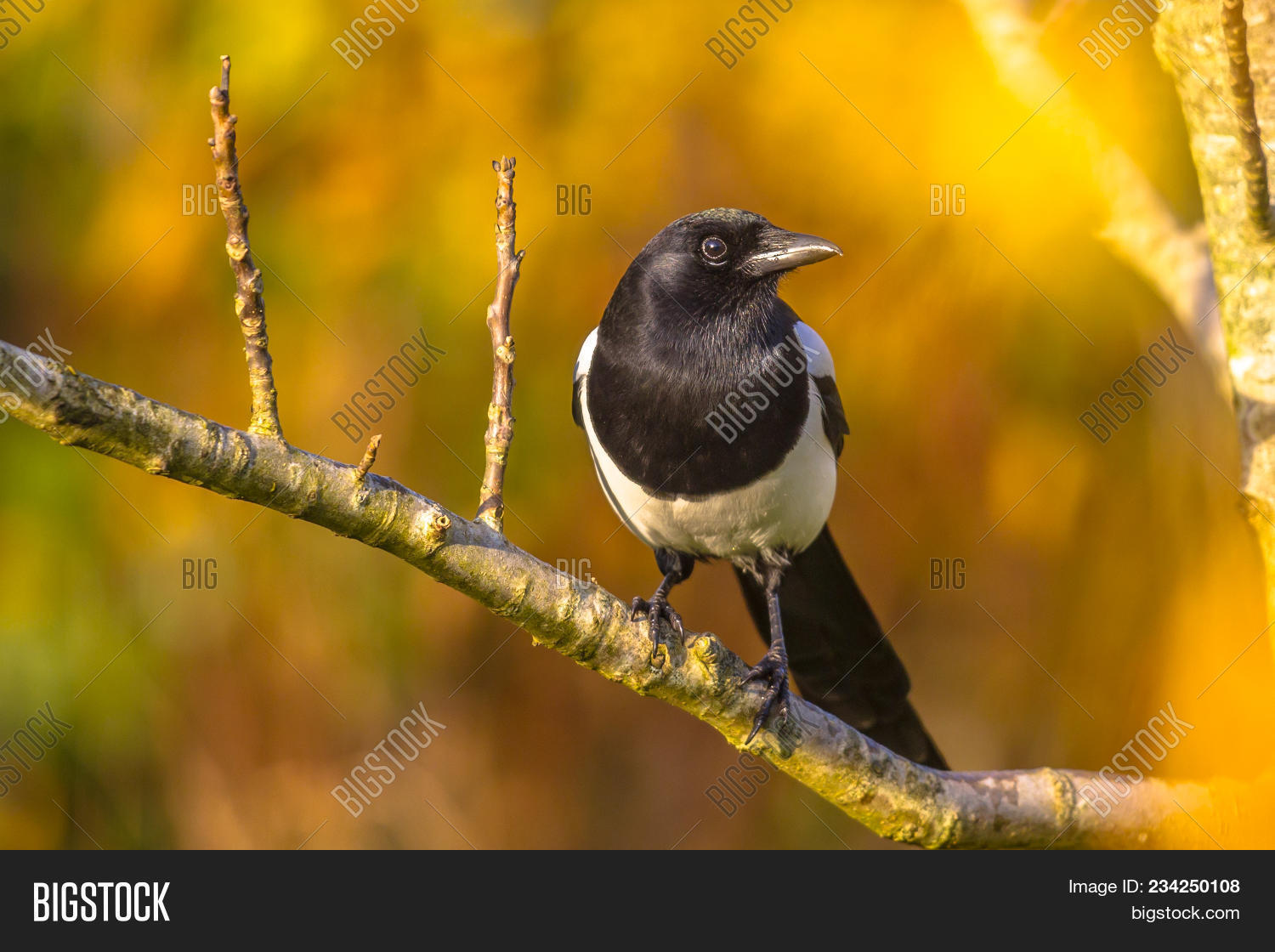 Eurasian Magpie Common Image & Photo (Free Trial) | Bigstock