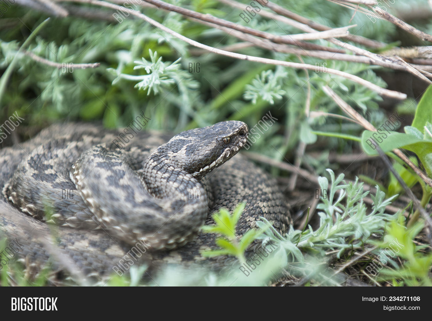 Vipera Ursinii Meadow Image & Photo (Free Trial) | Bigstock