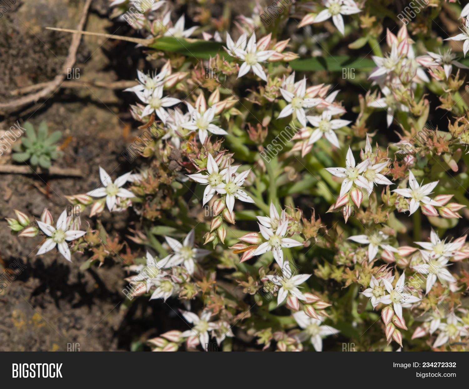 Blooming Spanish Image & Photo (Free Trial) | Bigstock