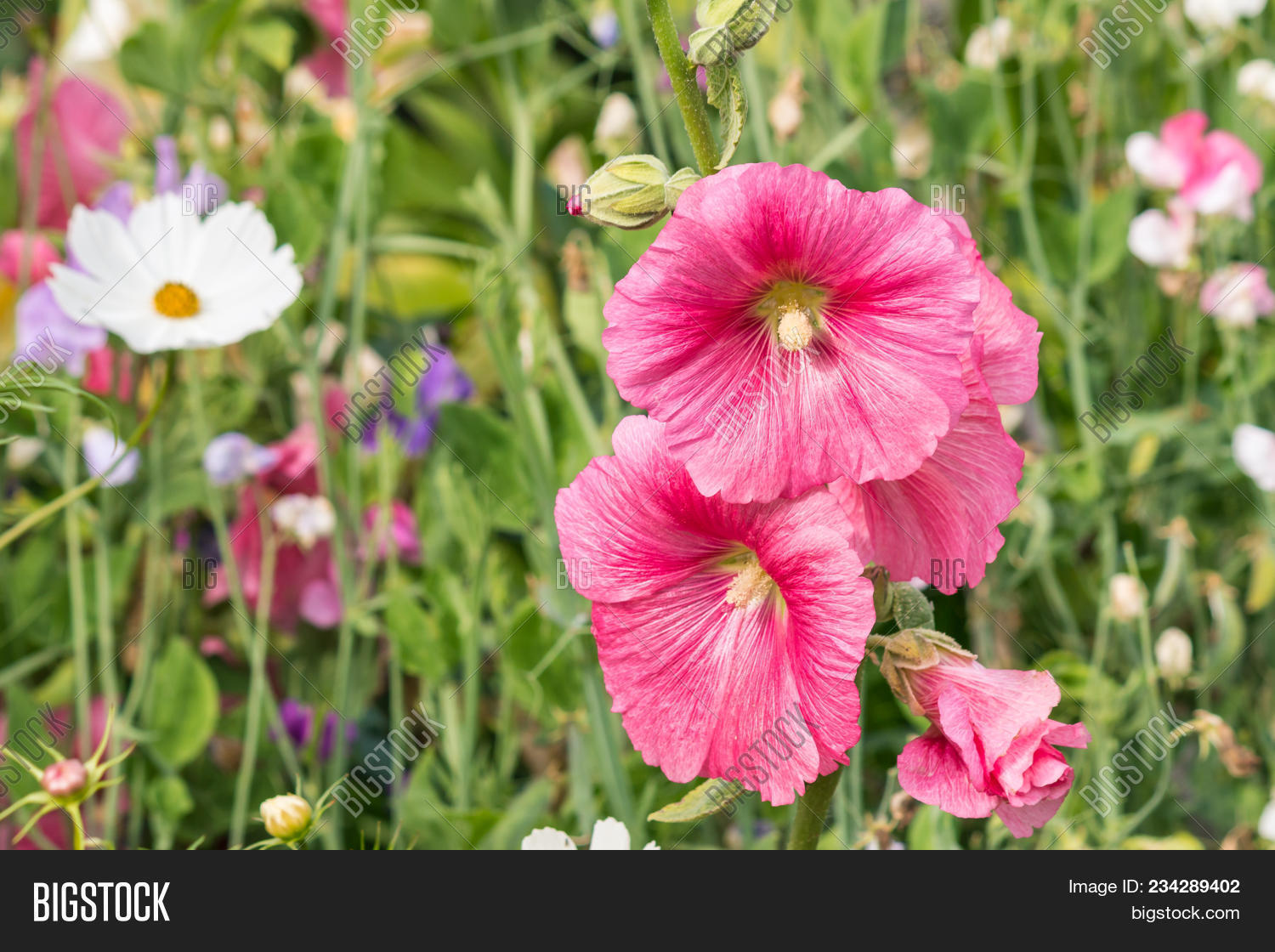 Wildflower Meadow Pink Image & Photo (Free Trial) | Bigstock