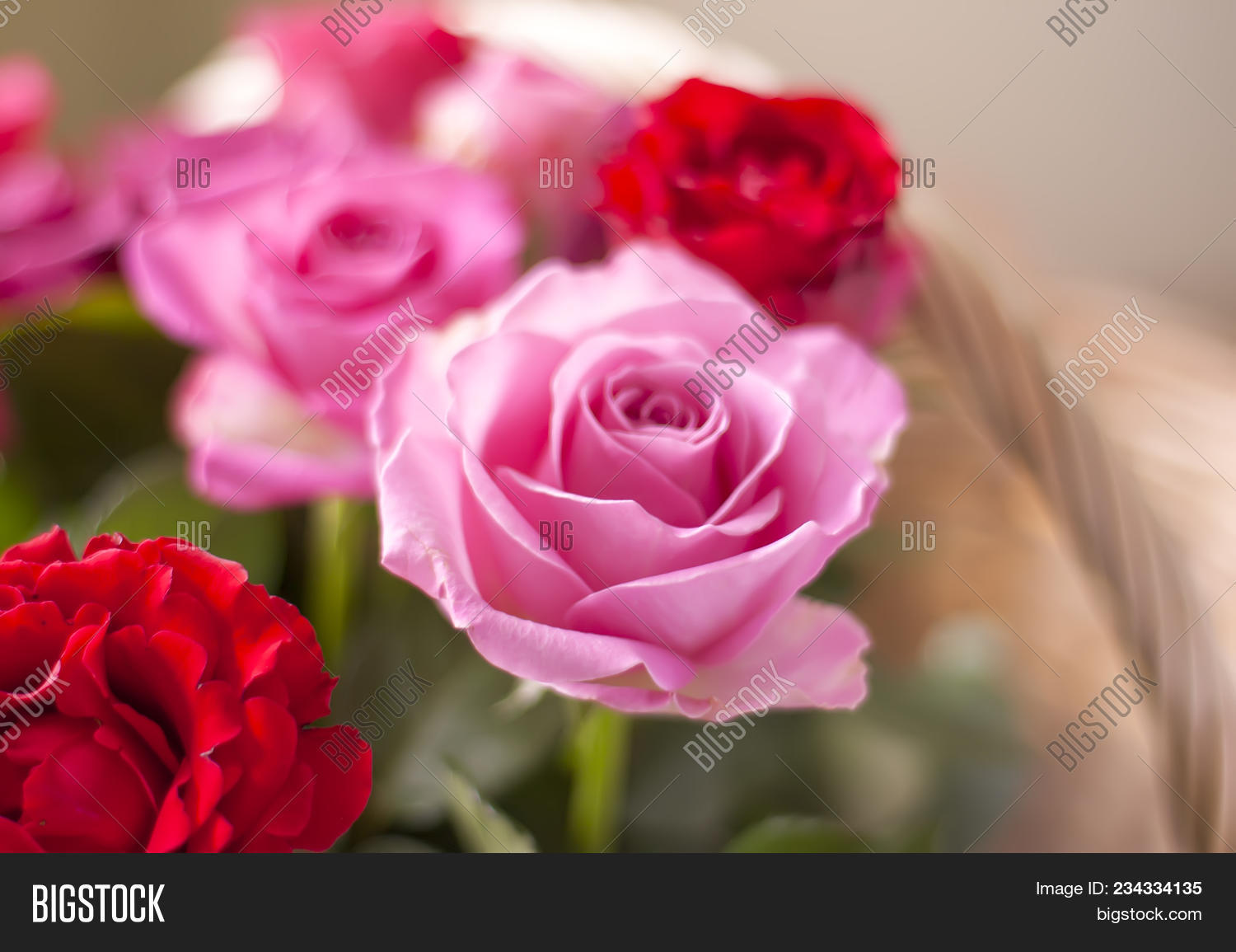 Beautiful Pink Red Image & Photo (Free Trial) | Bigstock
