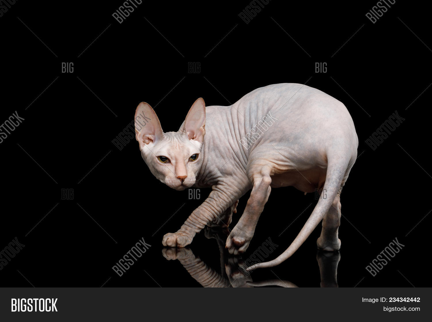 Sphynx Cat Crouching Image & Photo (Free Trial) | Bigstock