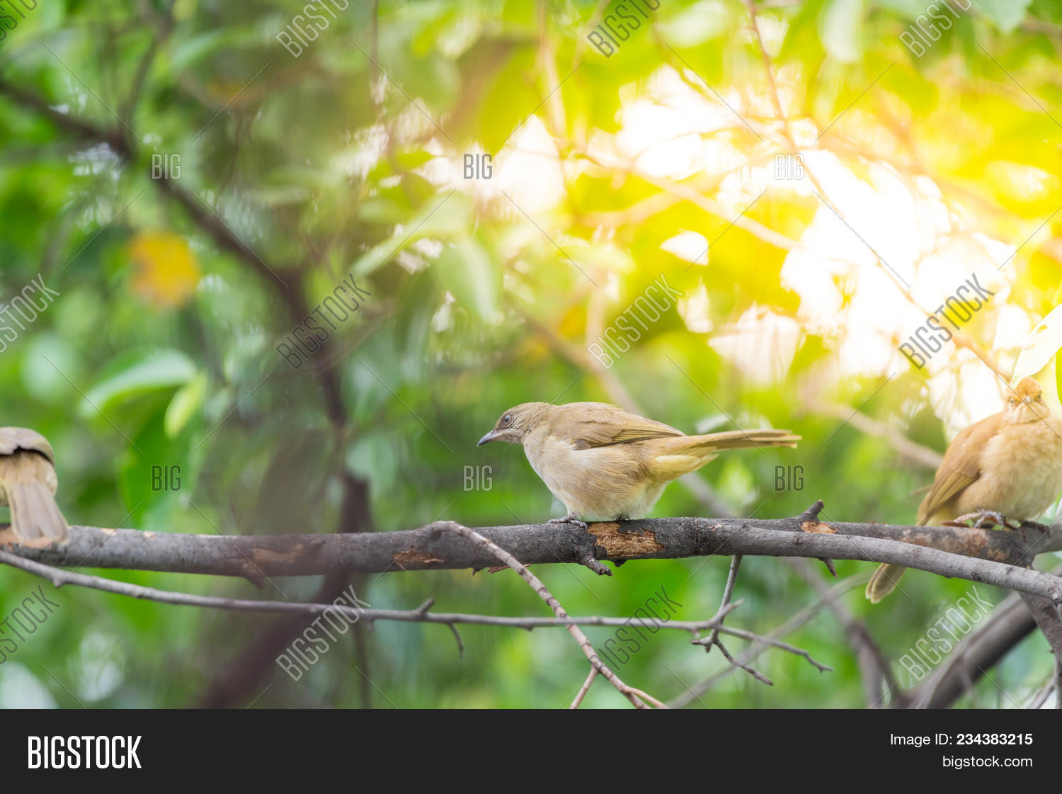 Bird (streak-eared Image & Photo (Free Trial) | Bigstock