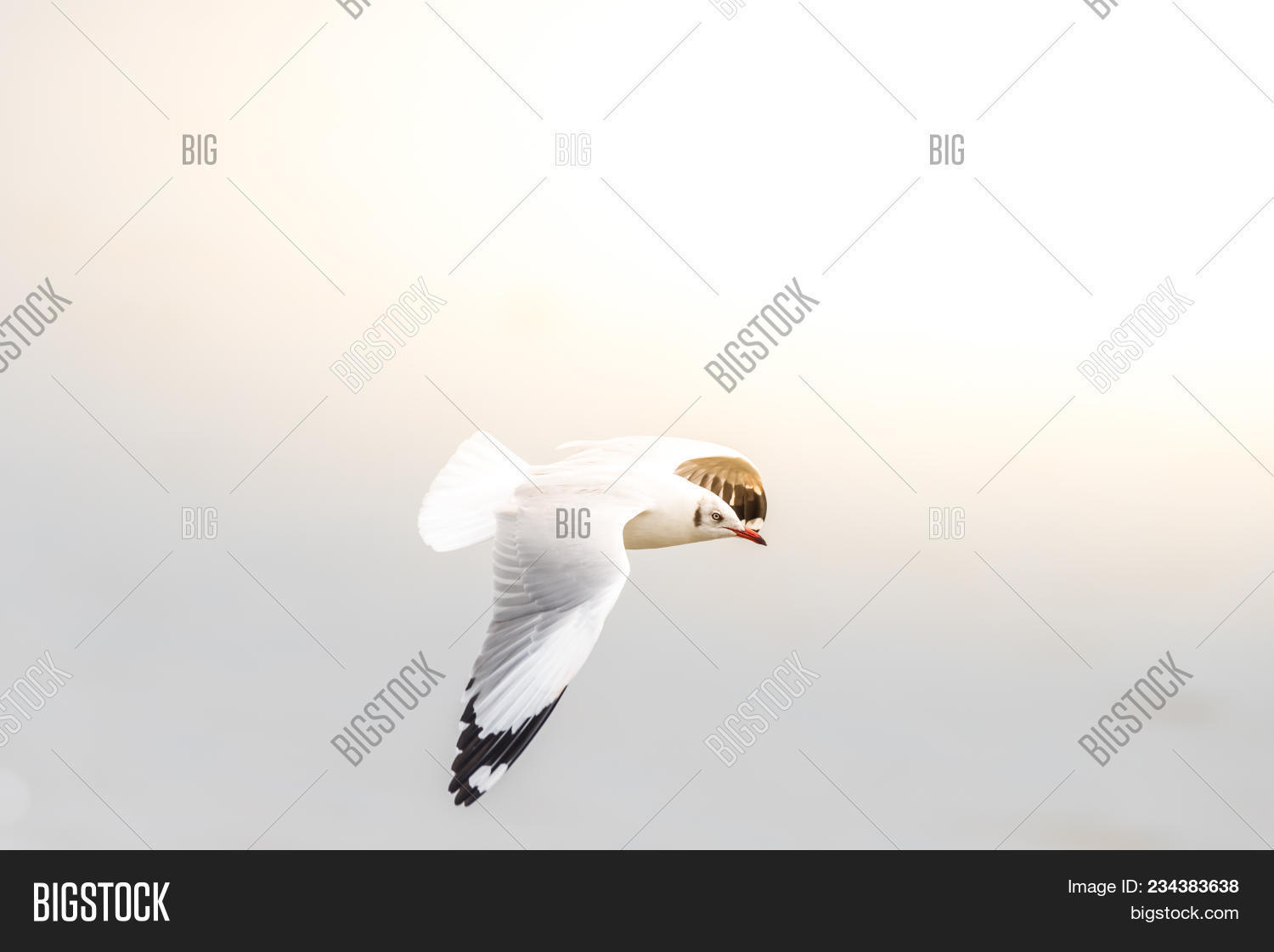 Bird (laridae) Flying Image & Photo (Free Trial) | Bigstock