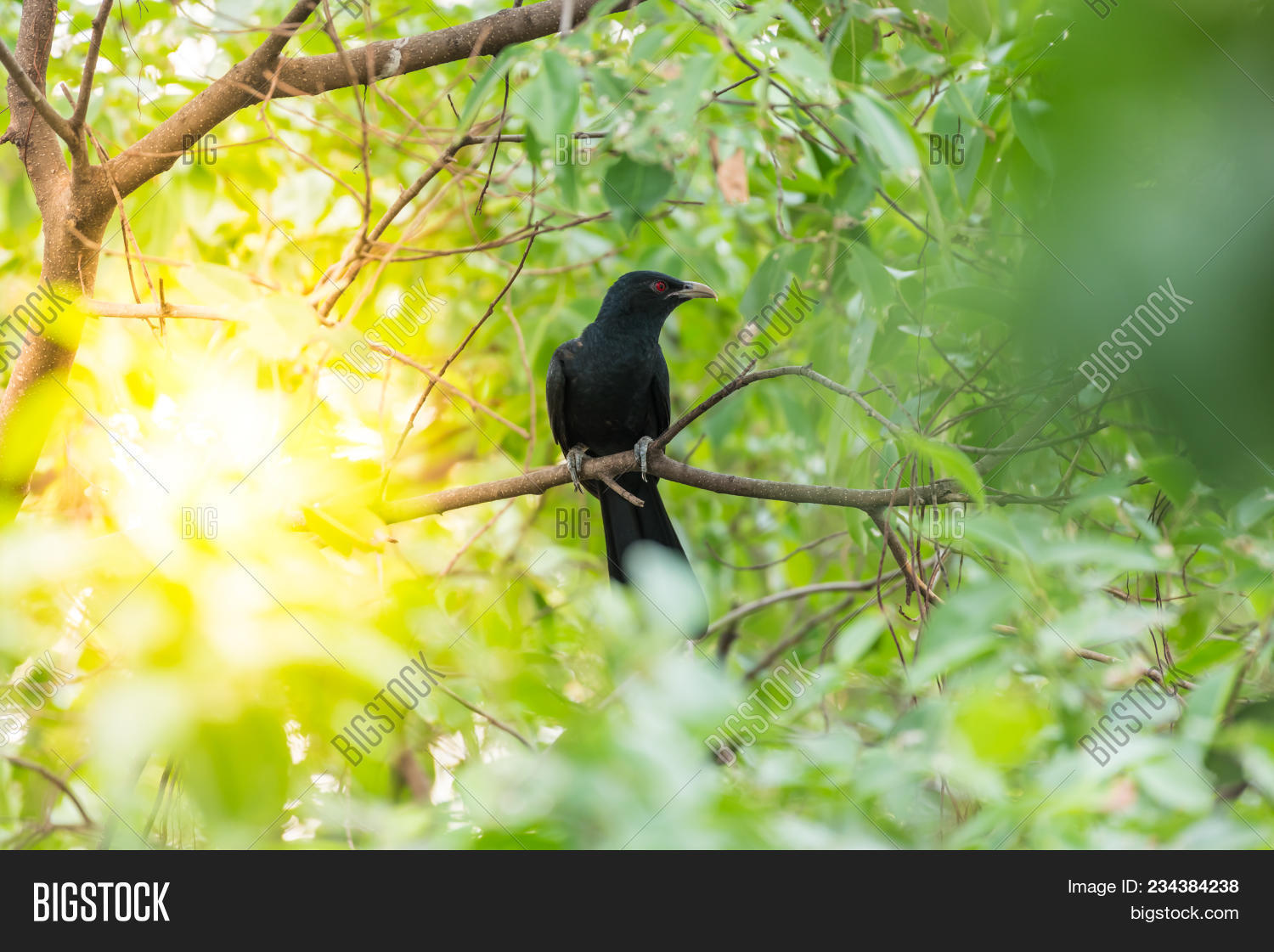 Bird (asian Koel) On Image & Photo (Free Trial) | Bigstock