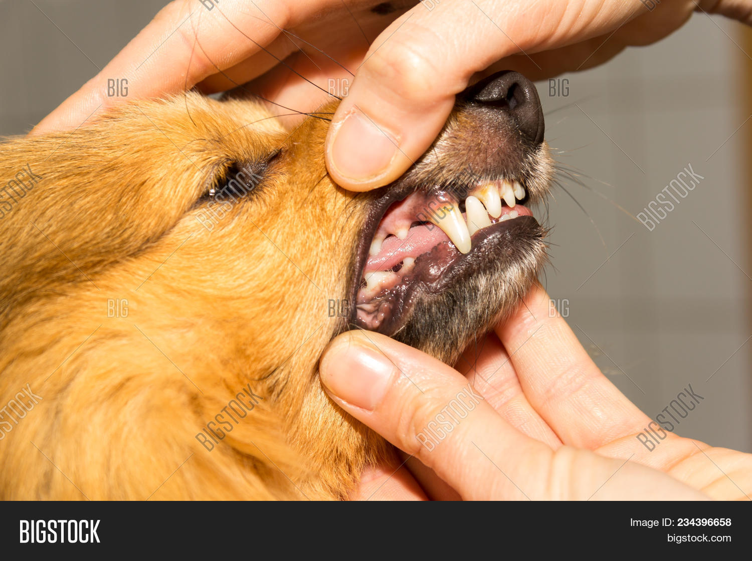 Human Hand On Dog Image & Photo (Free Trial) | Bigstock