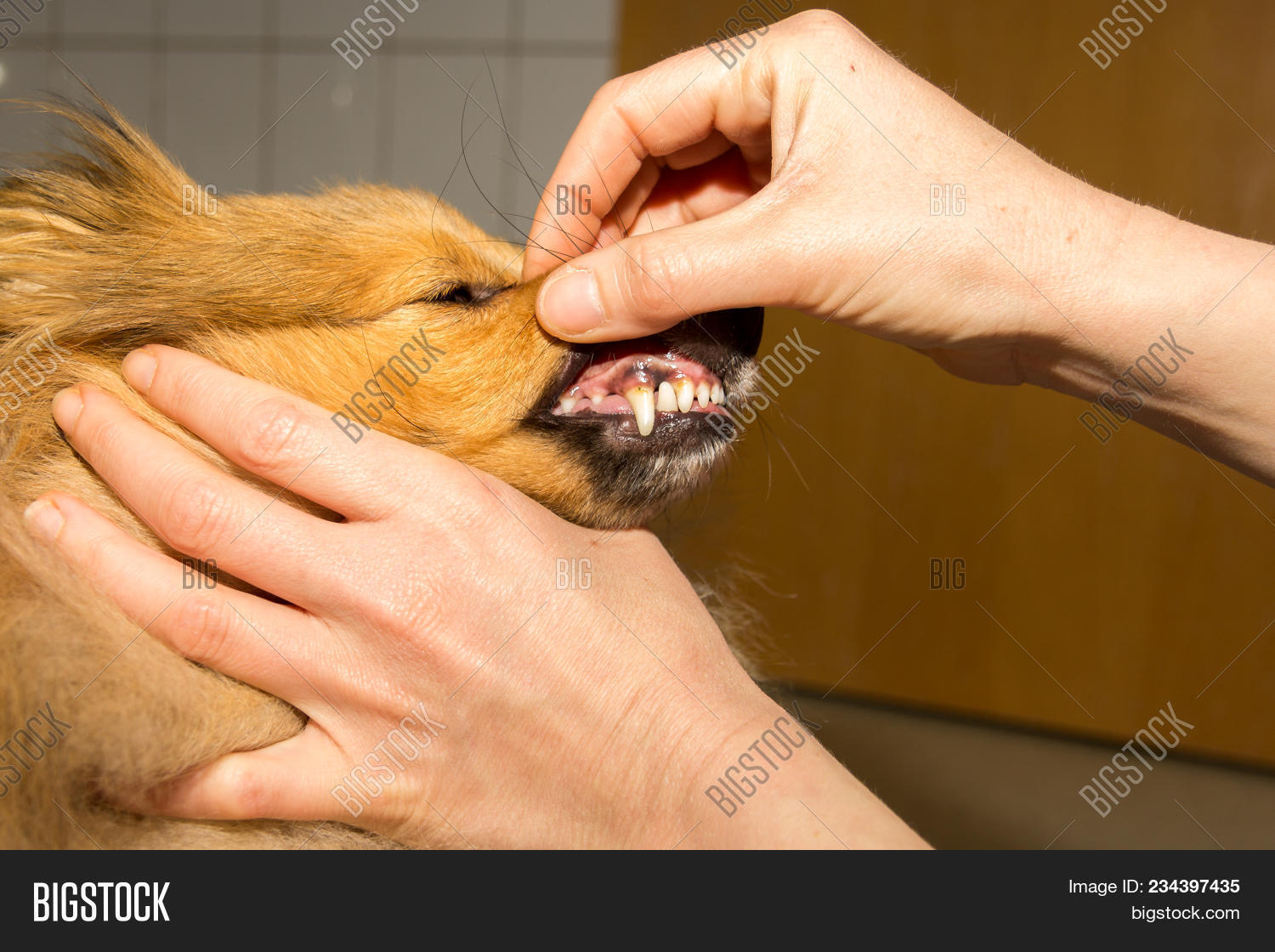 Human Hand On Dog Image & Photo (Free Trial) | Bigstock