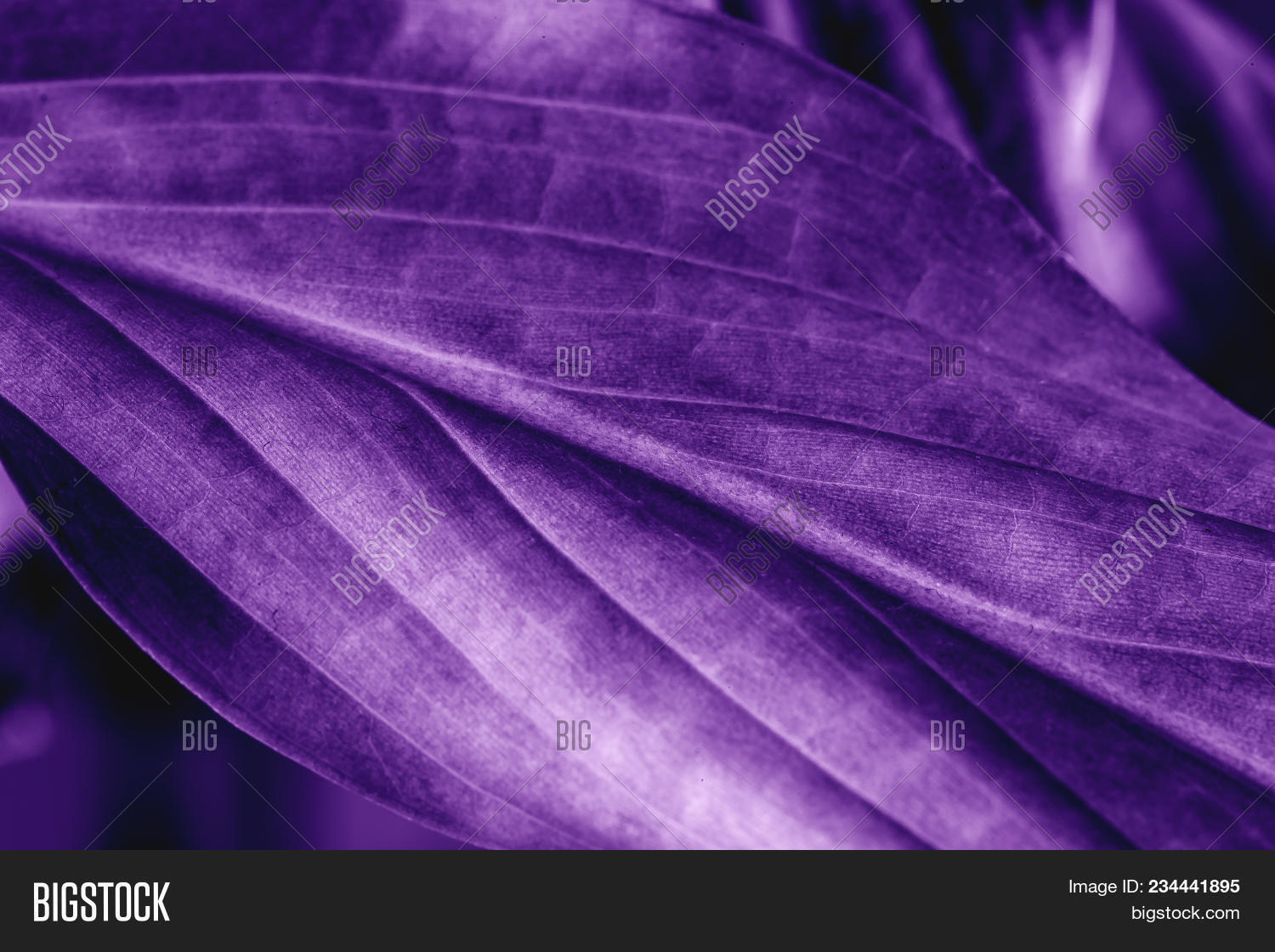 Leaf Plant Texture, Image & Photo (Free Trial) | Bigstock