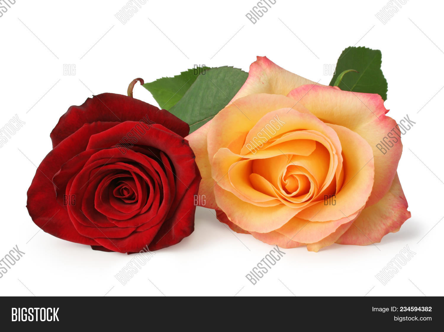 Two Colorful Roses ( Image & Photo (Free Trial) | Bigstock