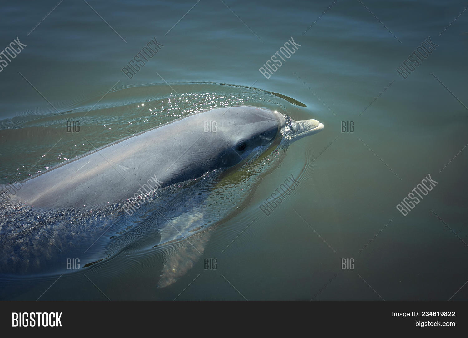 Dolphin Floating Blue Image & Photo (Free Trial) | Bigstock