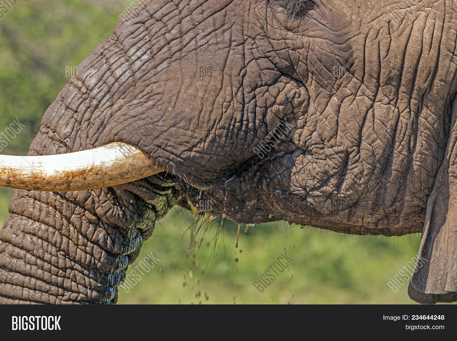 Head Tusks Ears Trunk Image & Photo (Free Trial) | Bigstock