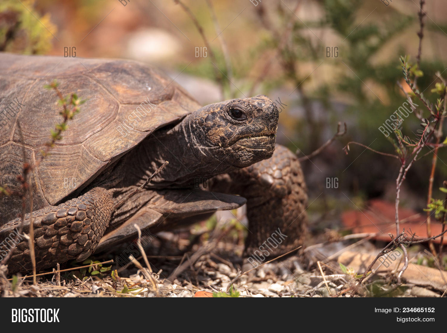 Florida Gopher Image & Photo (Free Trial) | Bigstock