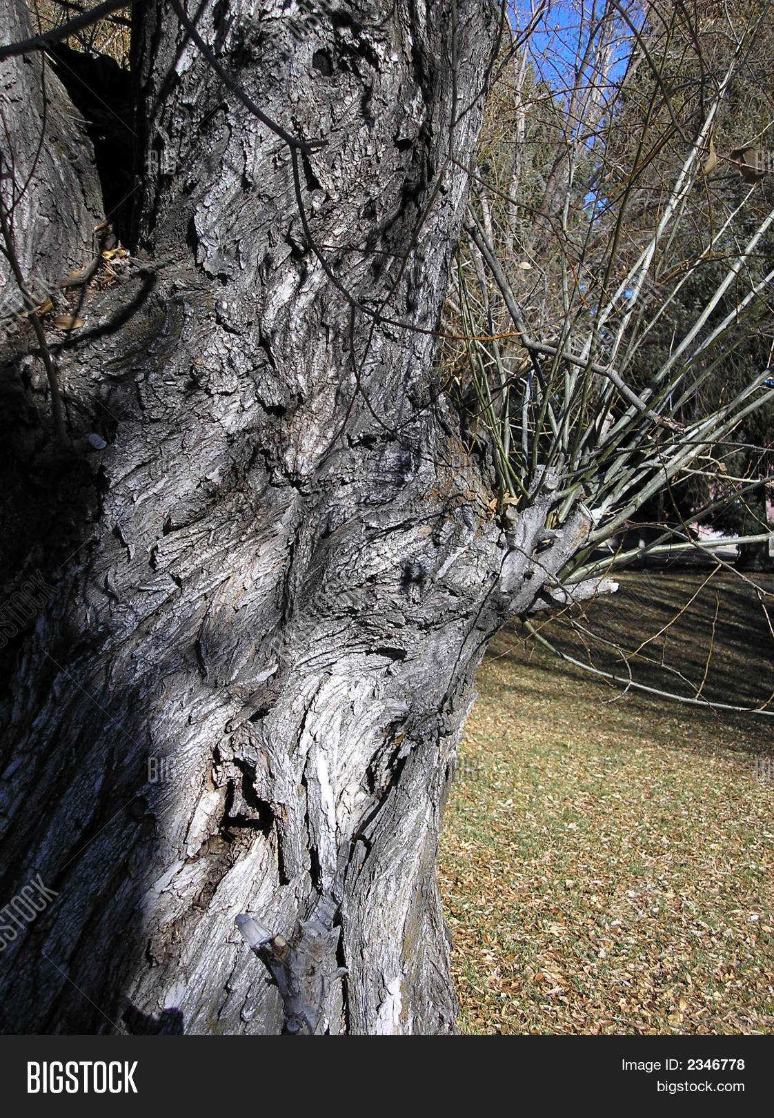 Old Tree Trunk Image & Photo (Free Trial) | Bigstock