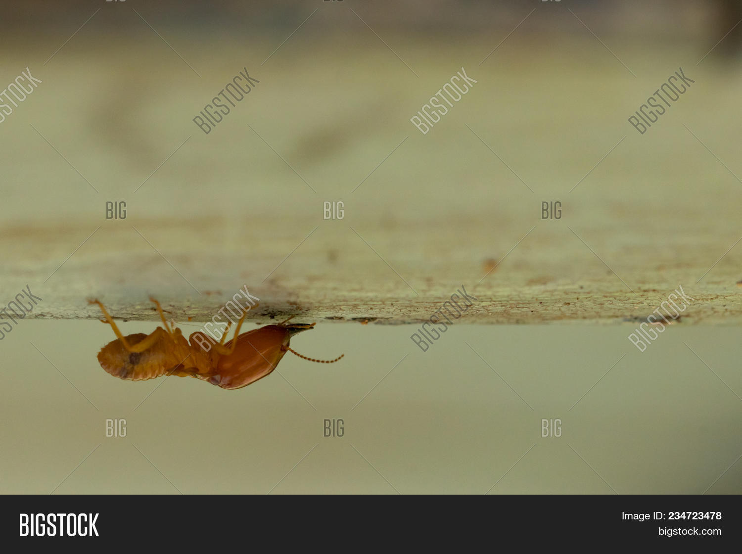 Termites Damage Home, Image & Photo (Free Trial) | Bigstock