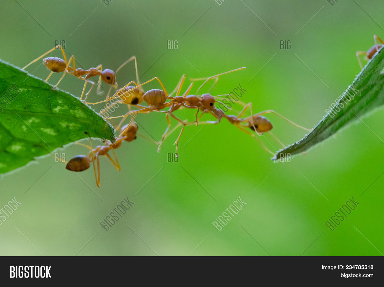 Ant Action Standing. Image & Photo (Free Trial) | Bigstock