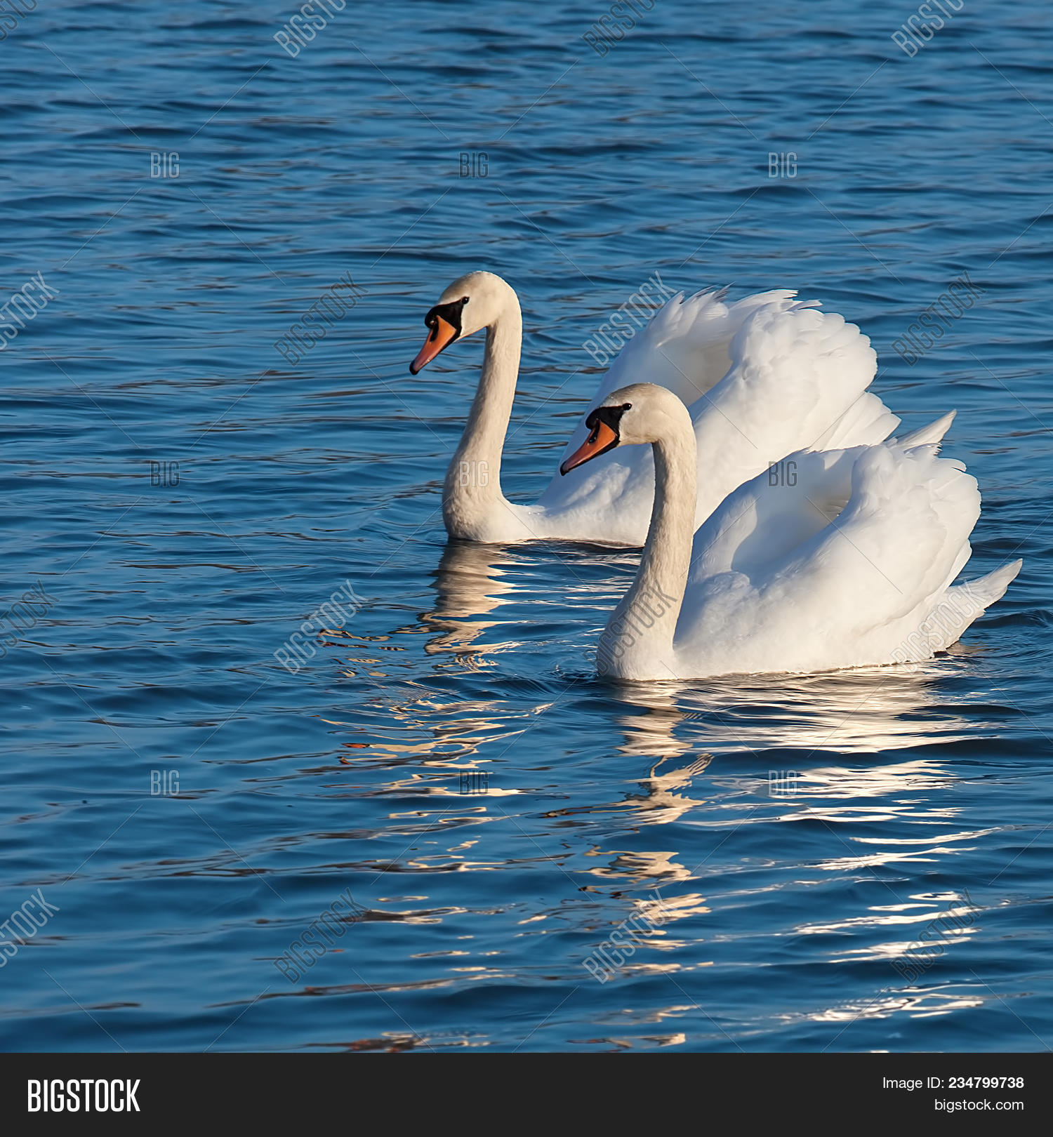 Two White Swans Image & Photo (Free Trial) | Bigstock