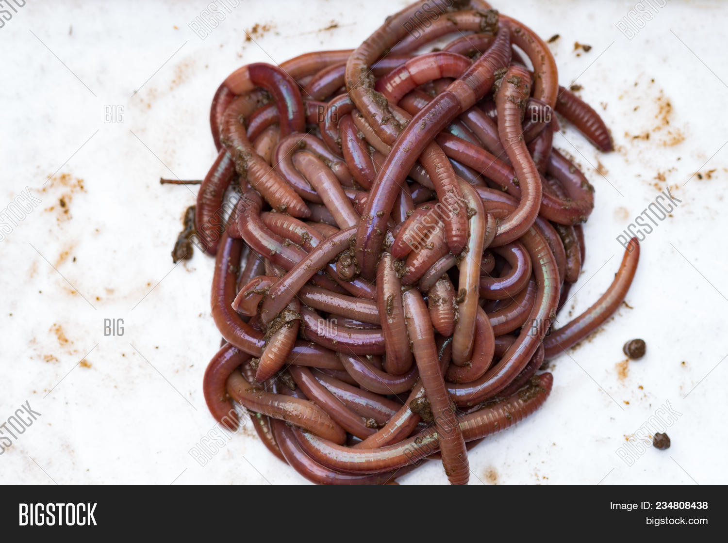 Earthworms (dendrobena Image & Photo (Free Trial) | Bigstock