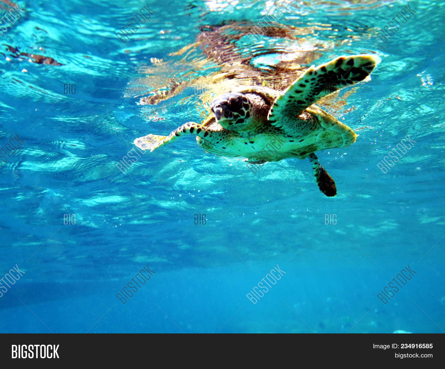 Turtle Floating Adaman Image & Photo (Free Trial) | Bigstock