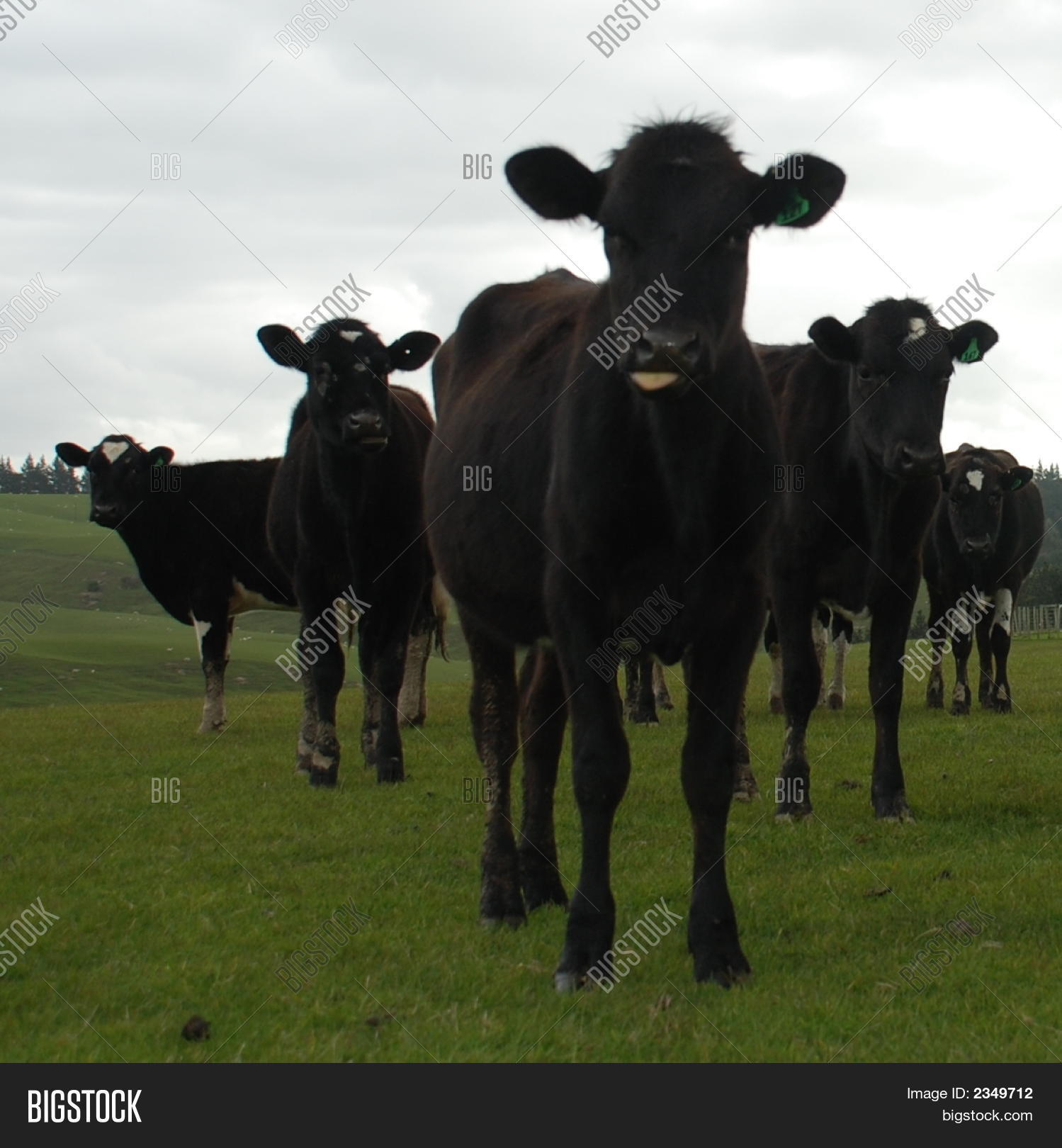 Cow Gang Image & Photo (Free Trial) | Bigstock