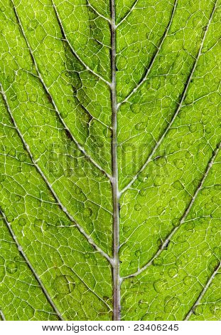 Structure Leaf Natural Image & Photo (Free Trial) | Bigstock