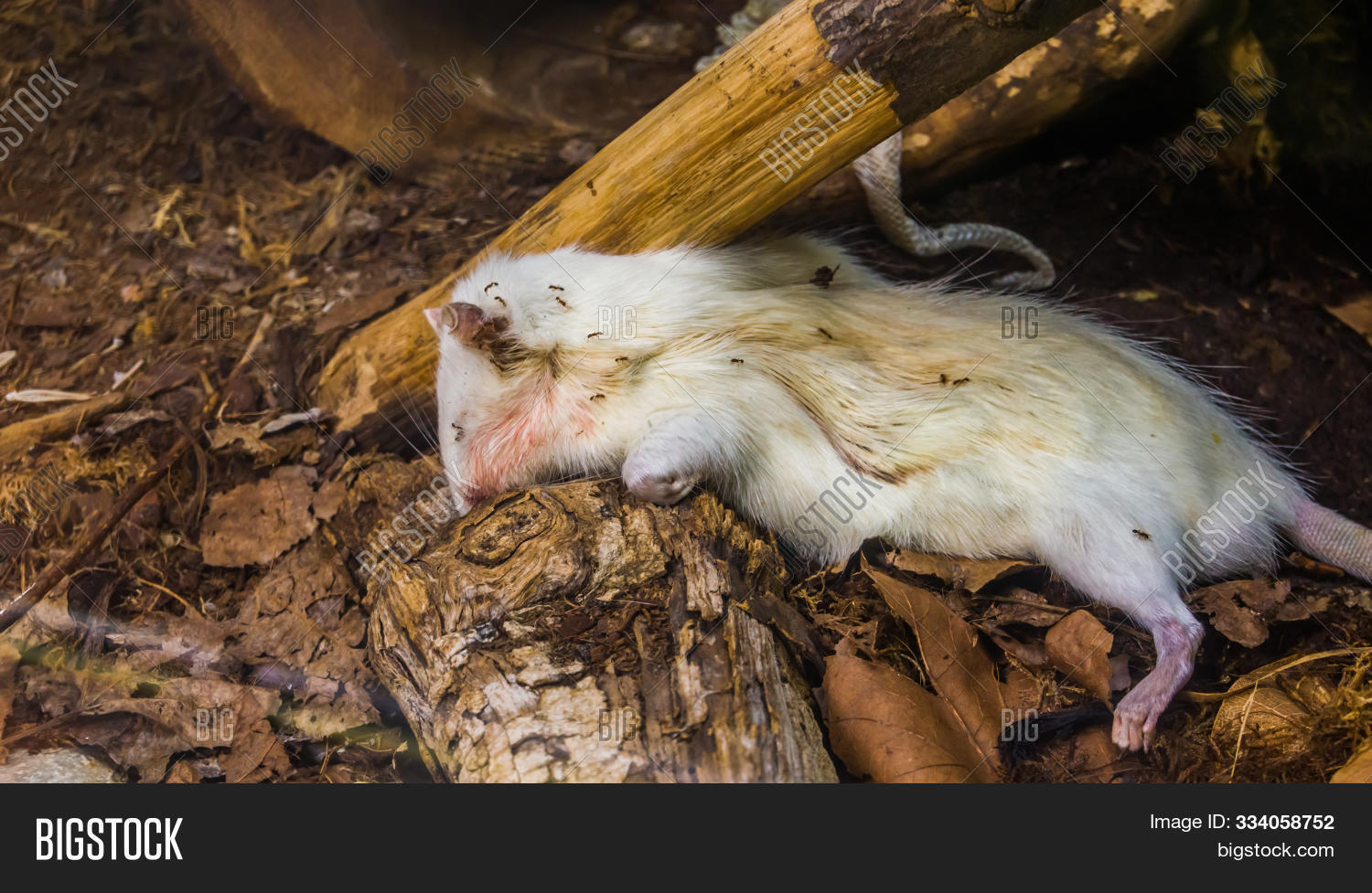 Death White Mouse Image & Photo (Free Trial) | Bigstock