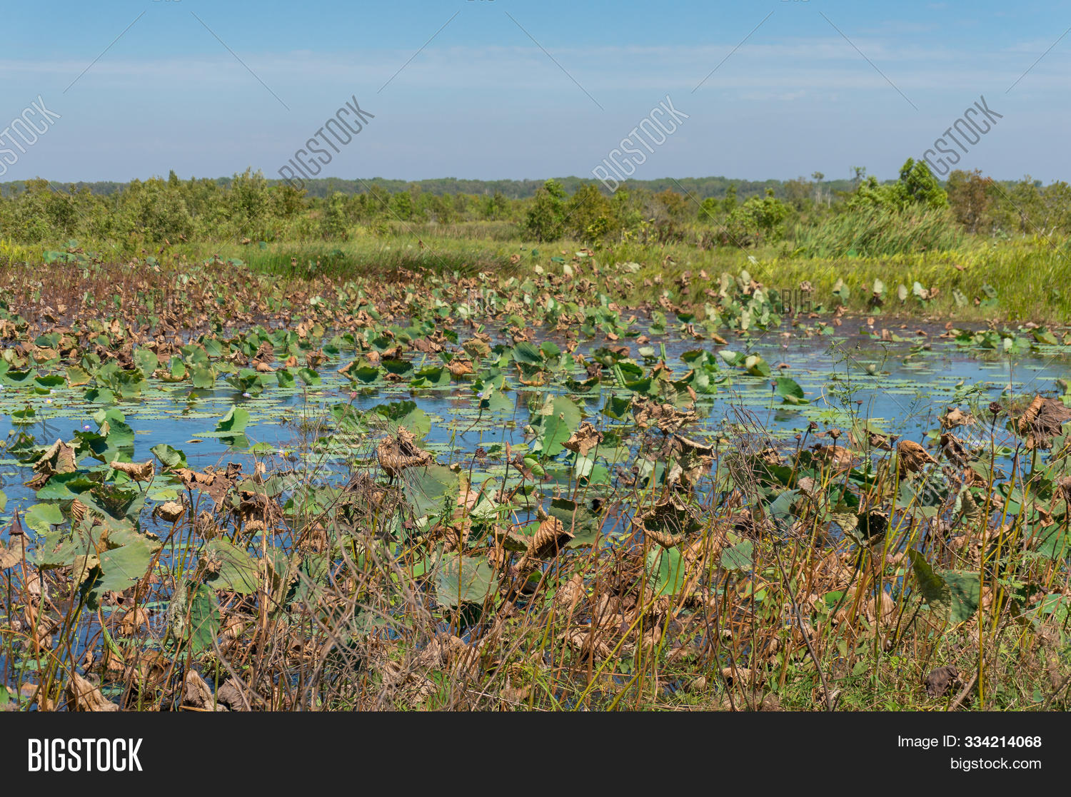 Imagen y foto Wetlands Nature (prueba gratis) | Bigstock