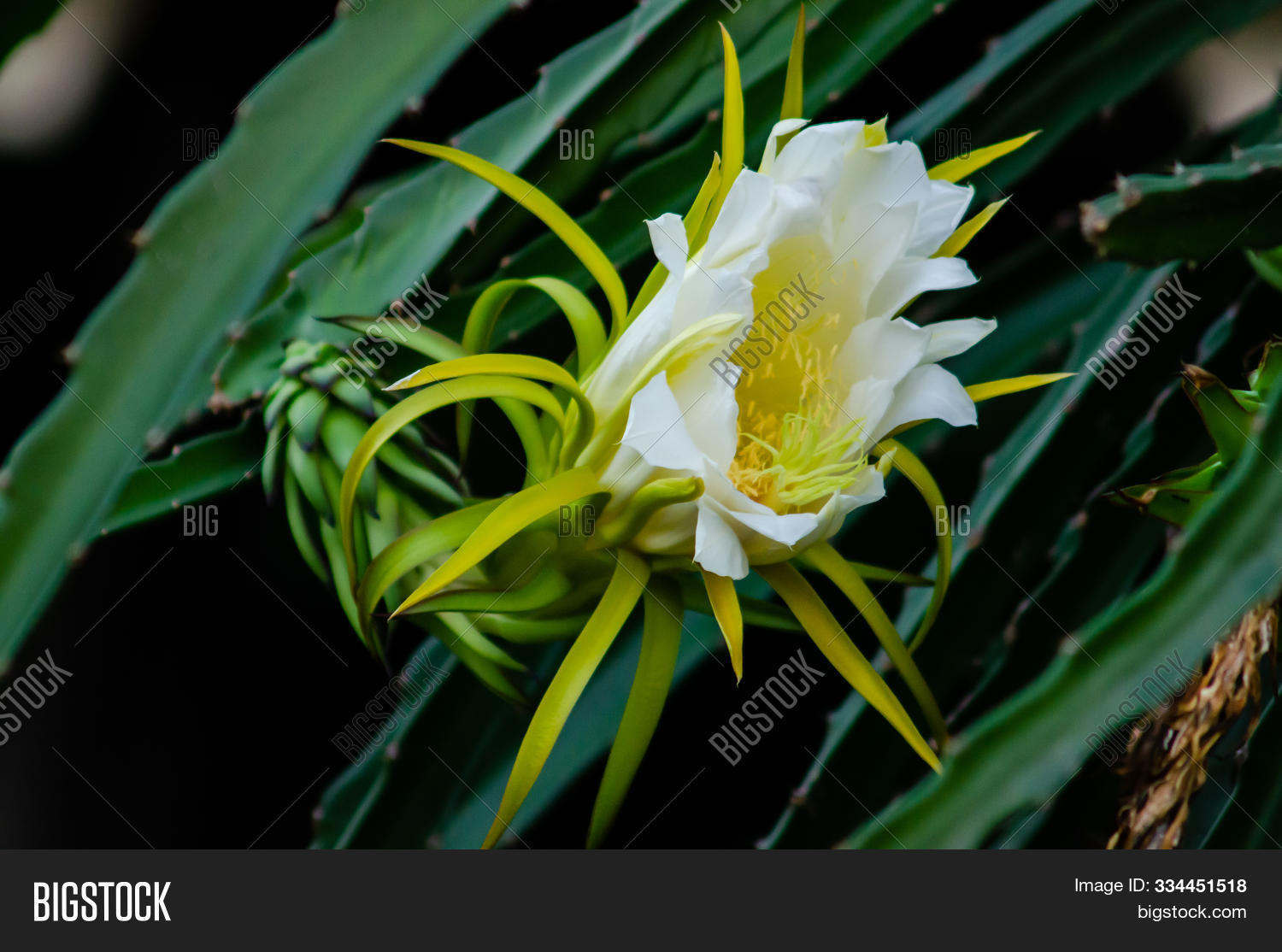 Dragon Fruit Flower Image & Photo (Free Trial) | Bigstock