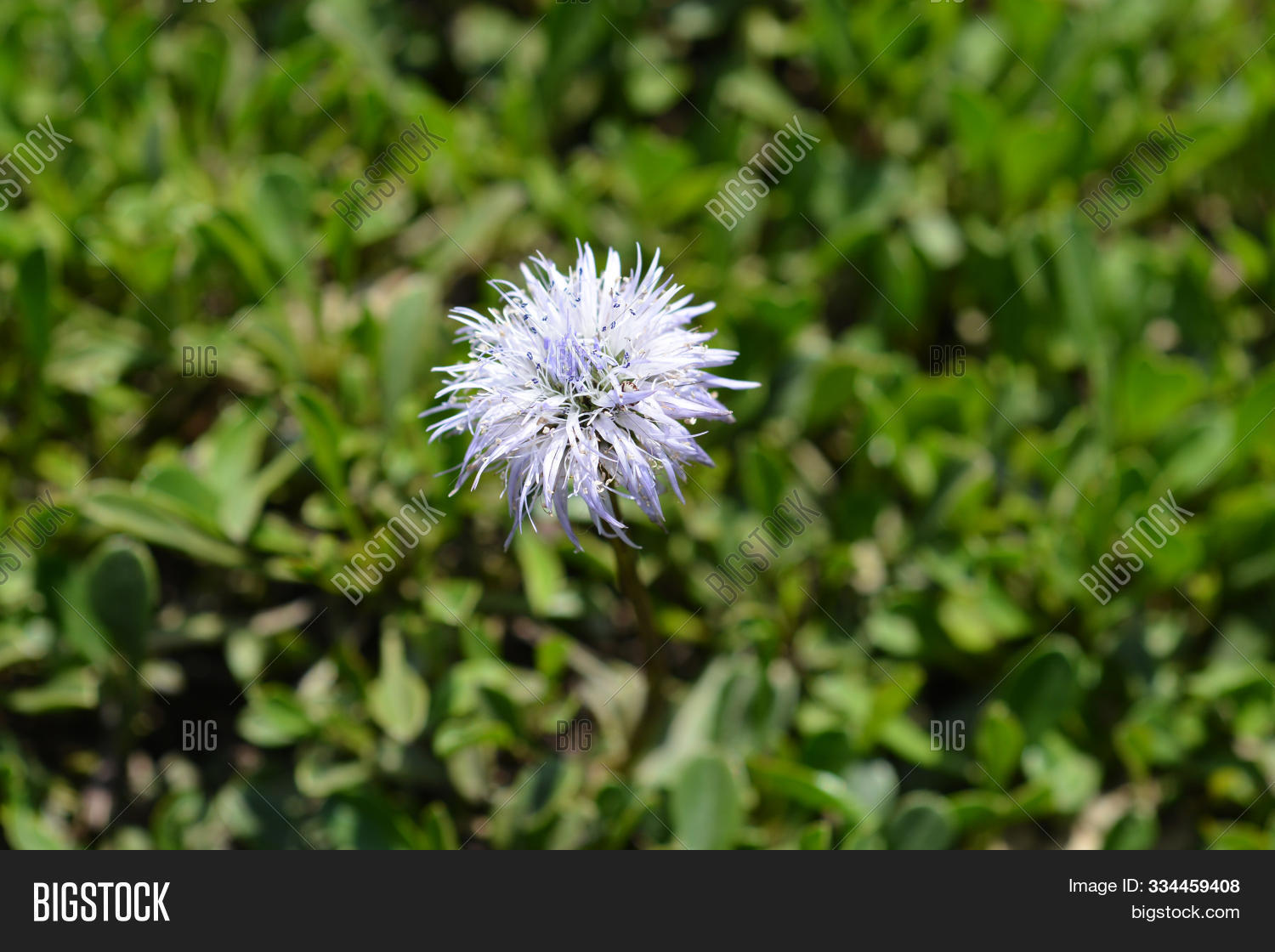 Globe Daisy - Latin Image & Photo (Free Trial) | Bigstock