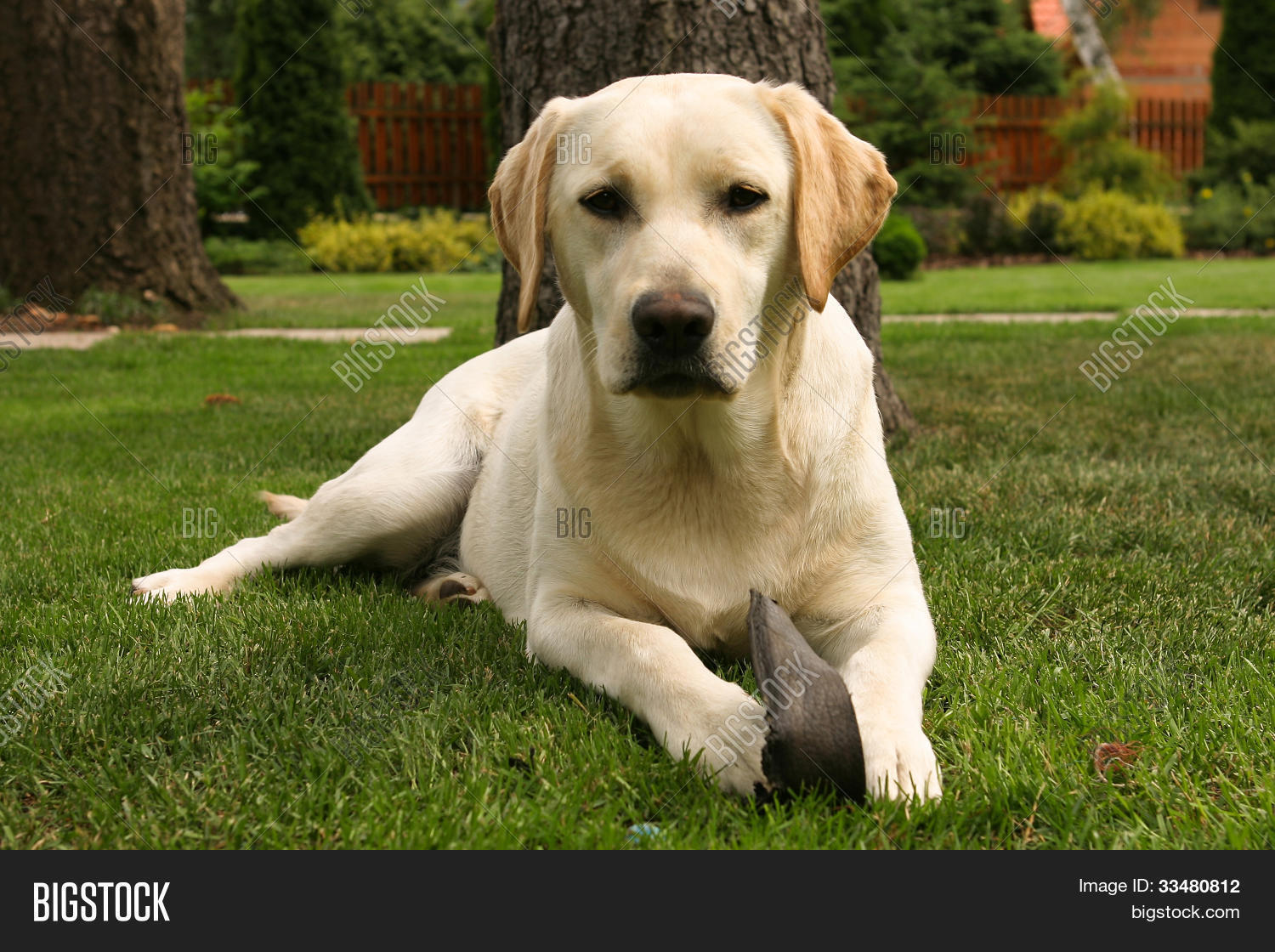 Image et photo de Jaune Labrador (essai gratuit) | Bigstock