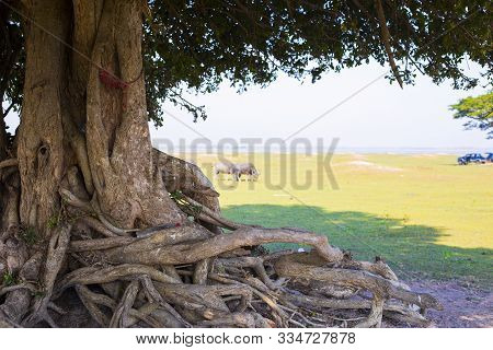 Large Tree Roots,trunk Image & Photo (Free Trial) | Bigstock