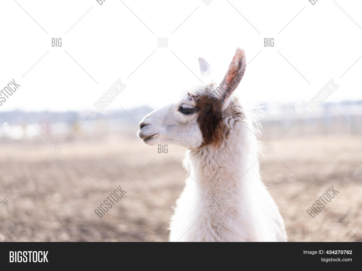 Cute Animal Alpaka Image & Photo (Free Trial) | Bigstock