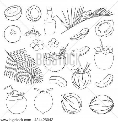Coconut Isolated Vector & Photo (Free Trial) | Bigstock