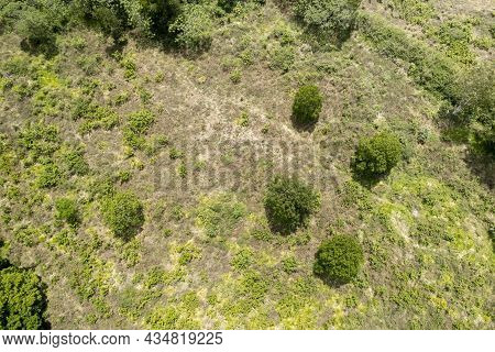 Green Bush Shrub Image & Photo (Free Trial) | Bigstock