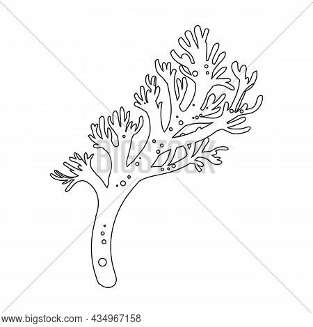 Coral Vector Outline Vector & Photo (Free Trial) | Bigstock