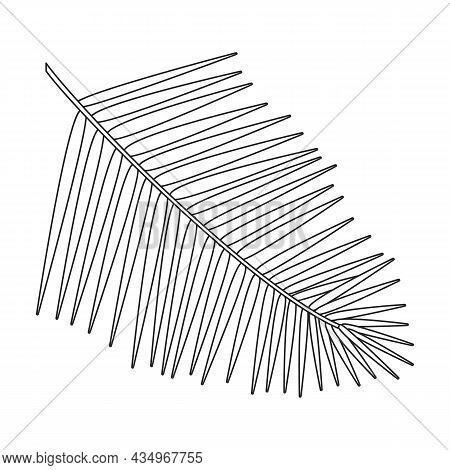 how to draw coconut leaves