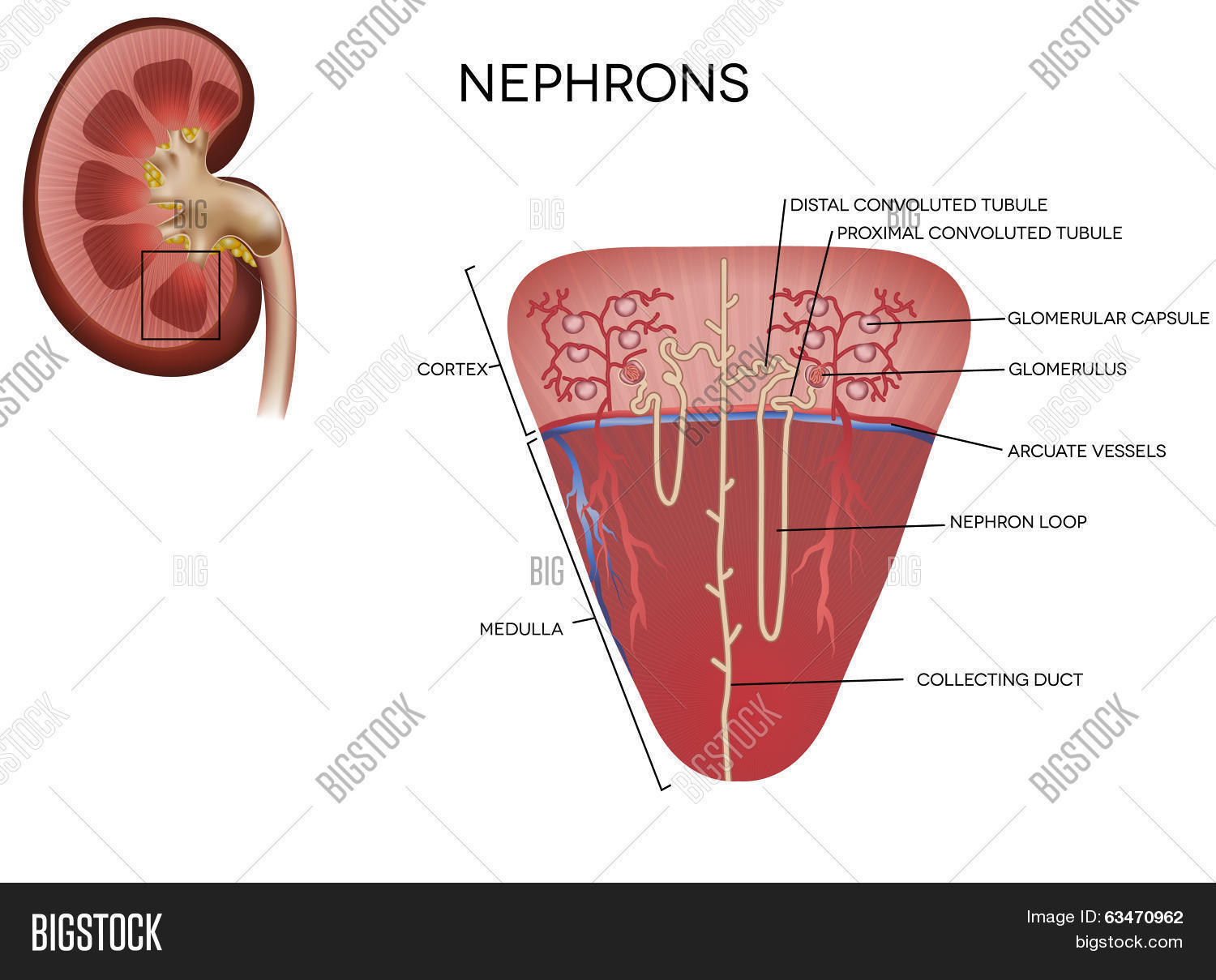 Nephron Illustration Vector & Photo (Free Trial) | Bigstock