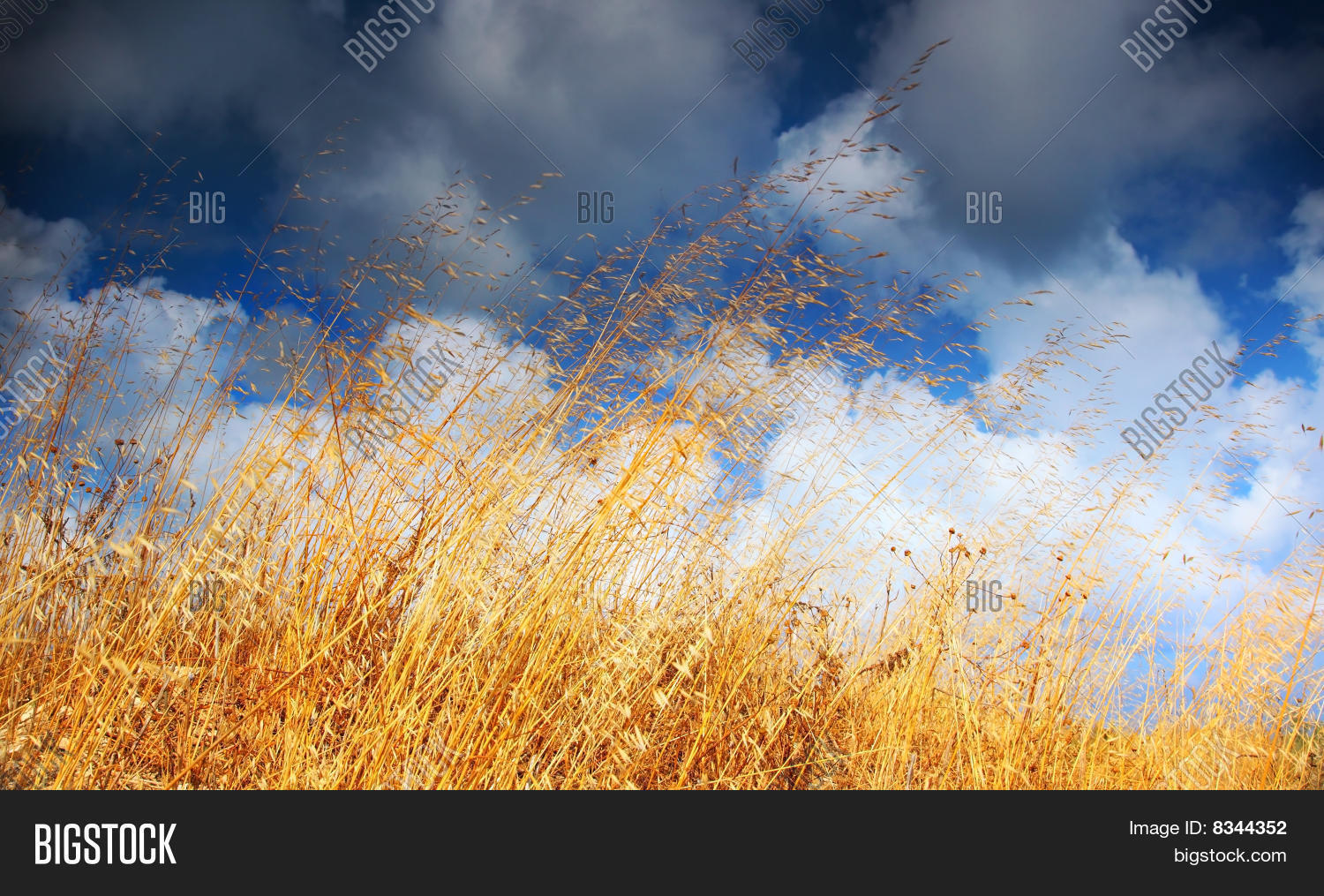 Wheat Field Image & Photo (Free Trial) | Bigstock