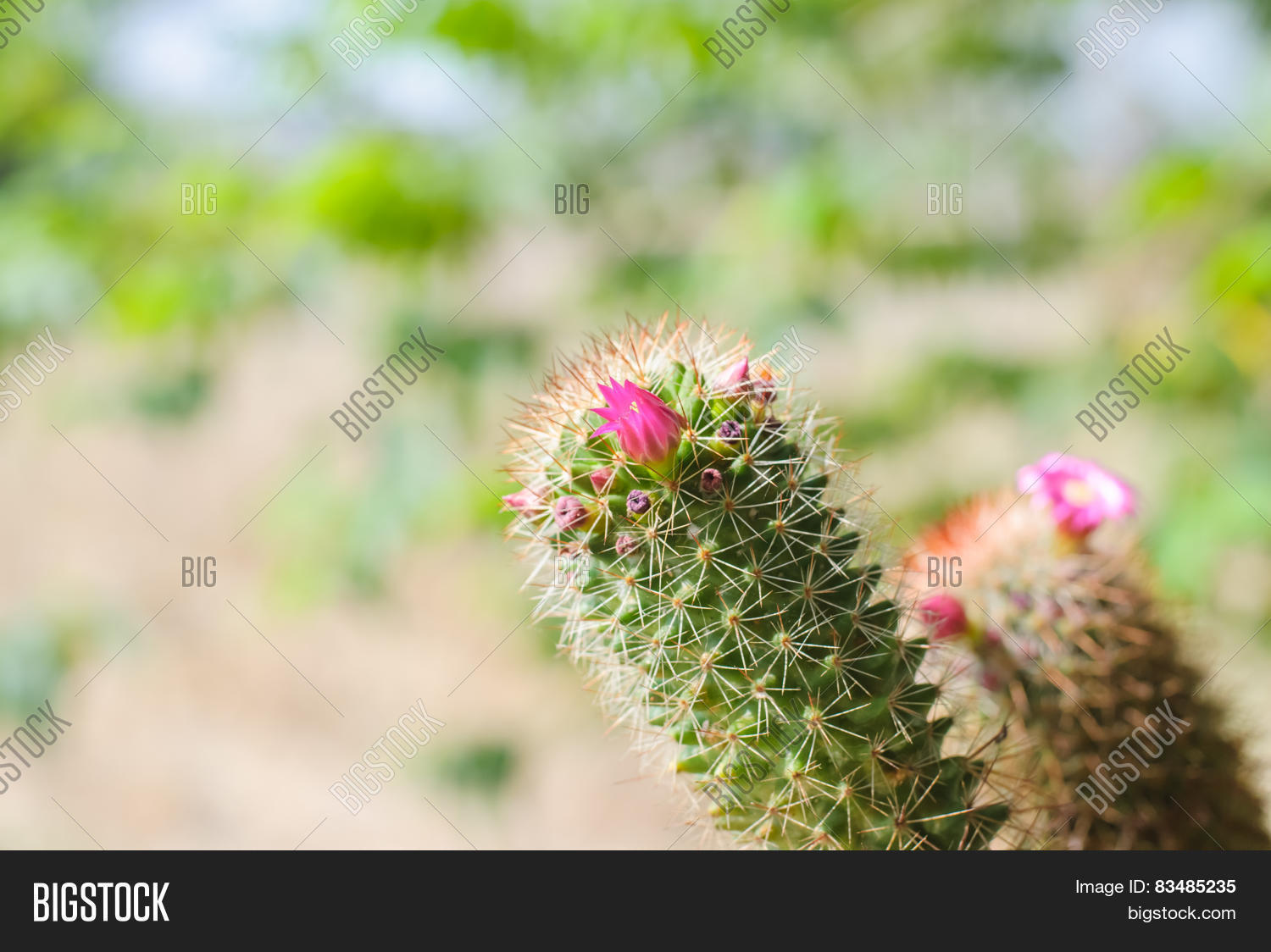 Pink Cactus Flower Image & Photo (Free Trial) | Bigstock