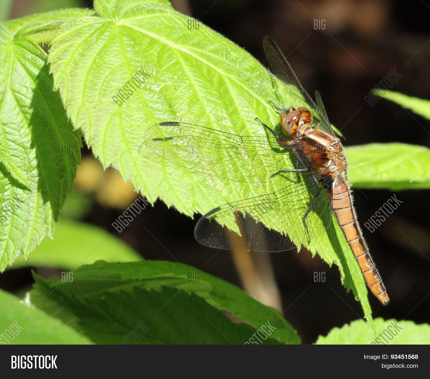 Brown Dragonfly Image & Photo (Free Trial) | Bigstock