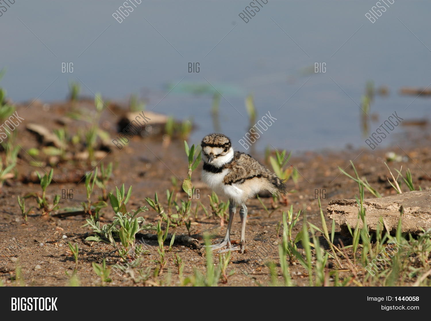 Killdeer Chick Image & Photo (Free Trial) | Bigstock