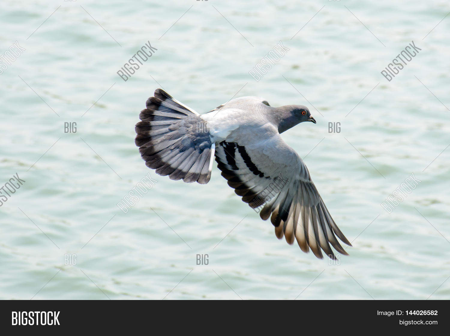 Close Dove Flying Image & Photo (Free Trial) | Bigstock